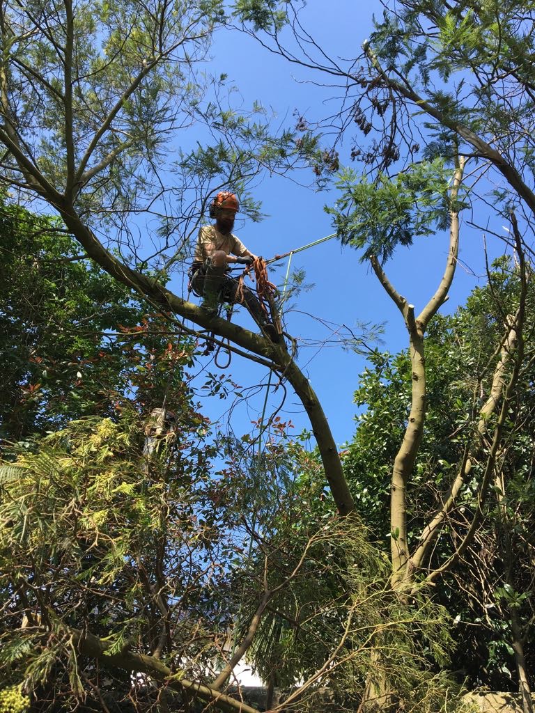 About Us | Tree Surgeons in Dublin and Wicklow | Crown Tree Services